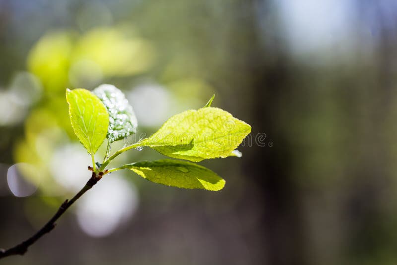 Fresh branches in spring stock photo. Image of flora - 120924472