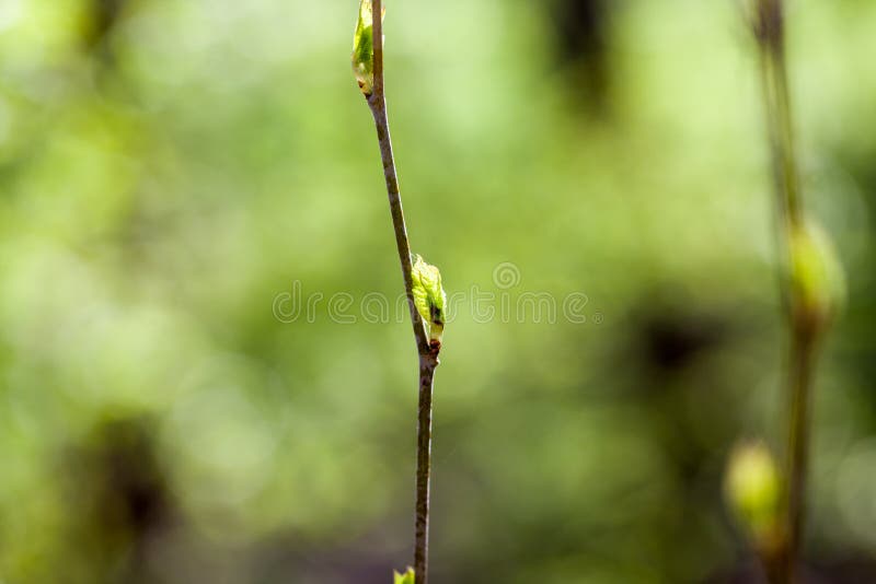 Fresh branches in spring stock image. Image of bright - 120924509