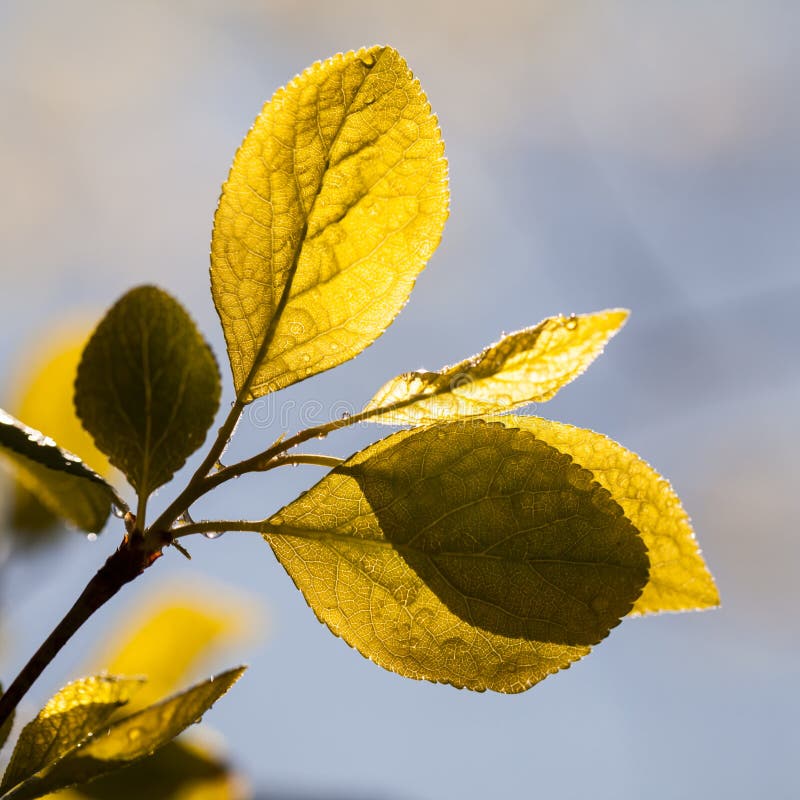 Fresh branches in spring stock photo. Image of leaves - 120924466
