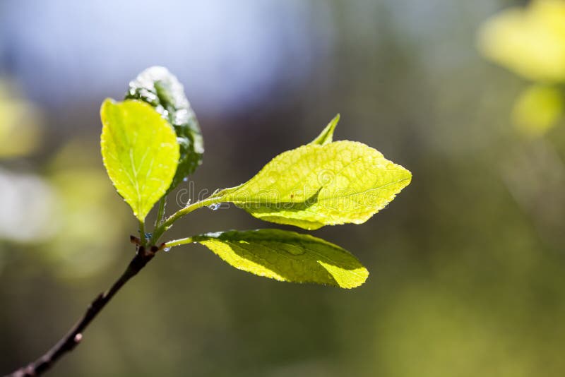 Fresh branches in spring stock image. Image of spring - 120924471