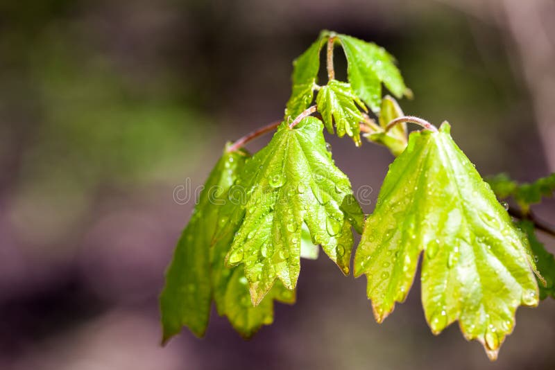 Fresh branches in spring stock image. Image of background - 120924505