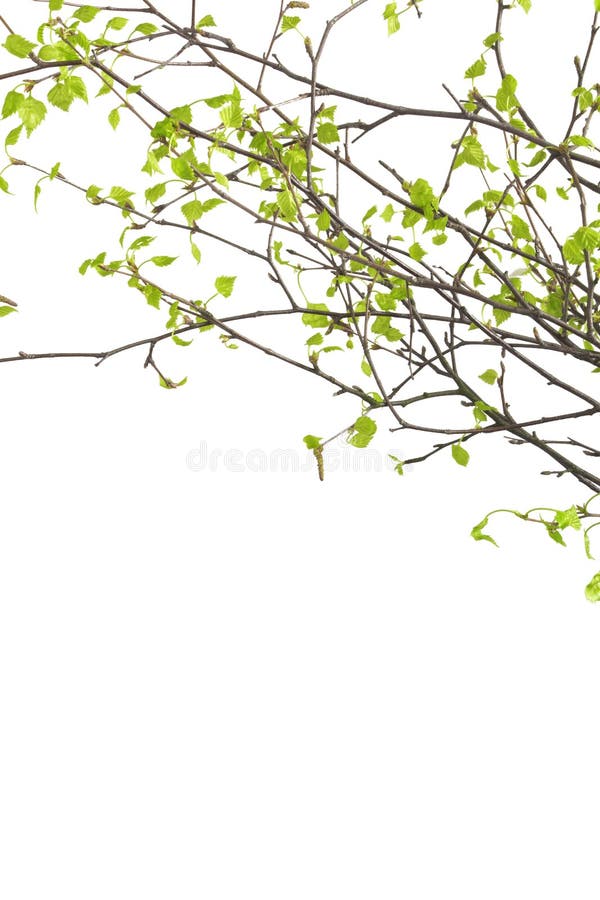Fresh Branches of Tree Isolated on White. Stock Image - Image of ...