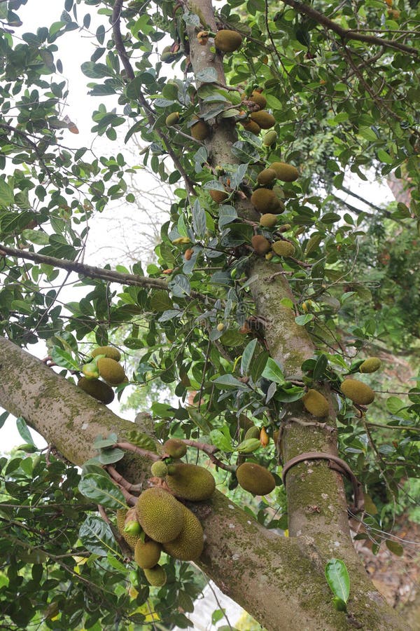 Fresh Breadfruit Tree is Developing with a Lots of Green Fruits Stock ...