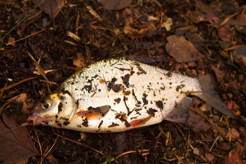 Fresh Bream Fish Autumn Leaves Stock Photos - Free & Royalty-Free Stock ...