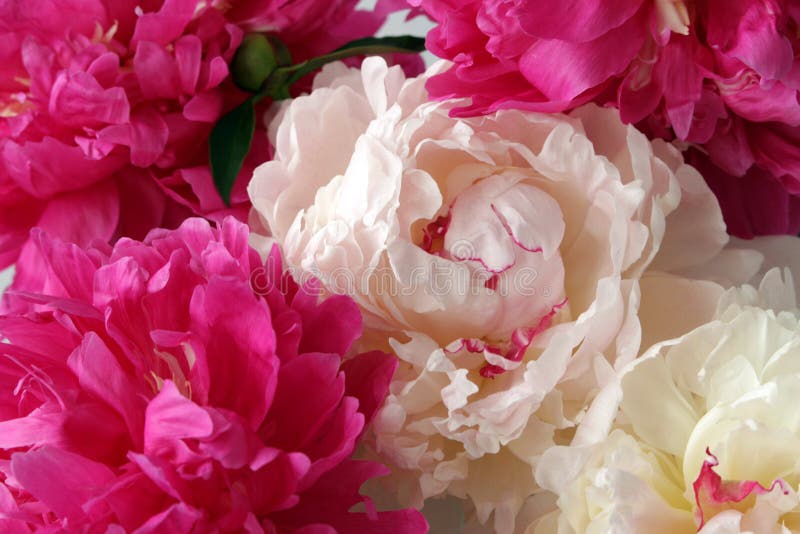 Fresh Bright Blooming Peonies Flowers Stock Photo - Image of delicate ...