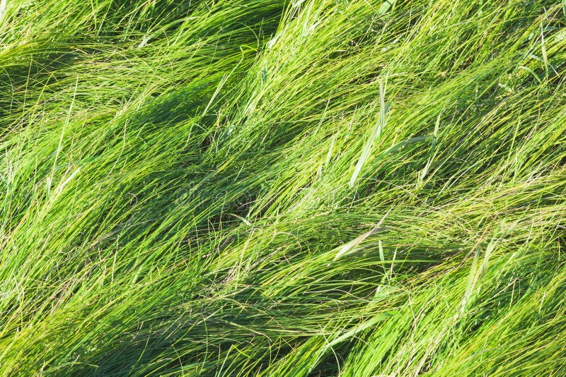 1,374 Long Wavy Grass Photos - Free & Royalty-Free Stock Photos from ...