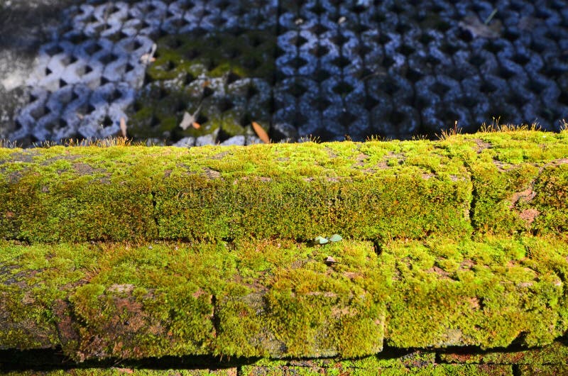 Fresh and Bright Moss in Morning Light Stock Photo - Image of beautiful ...
