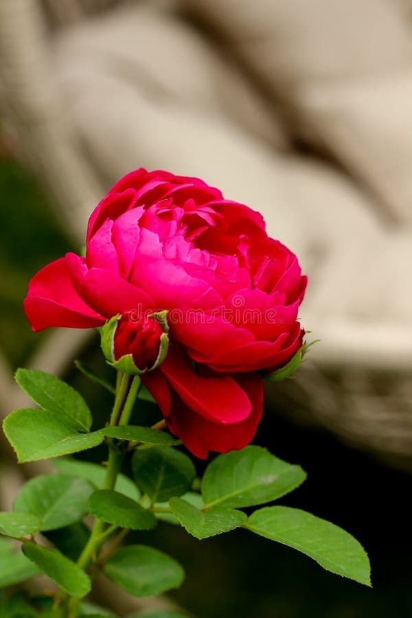 Bright Pink Peony Rose Flower in the Garden Stock Photo - Image of ...