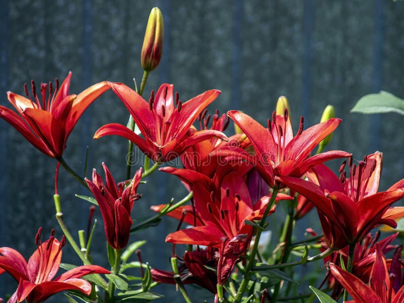 Fresh Bright Red Lilies in the Garden on a Blurred Natural Background ...