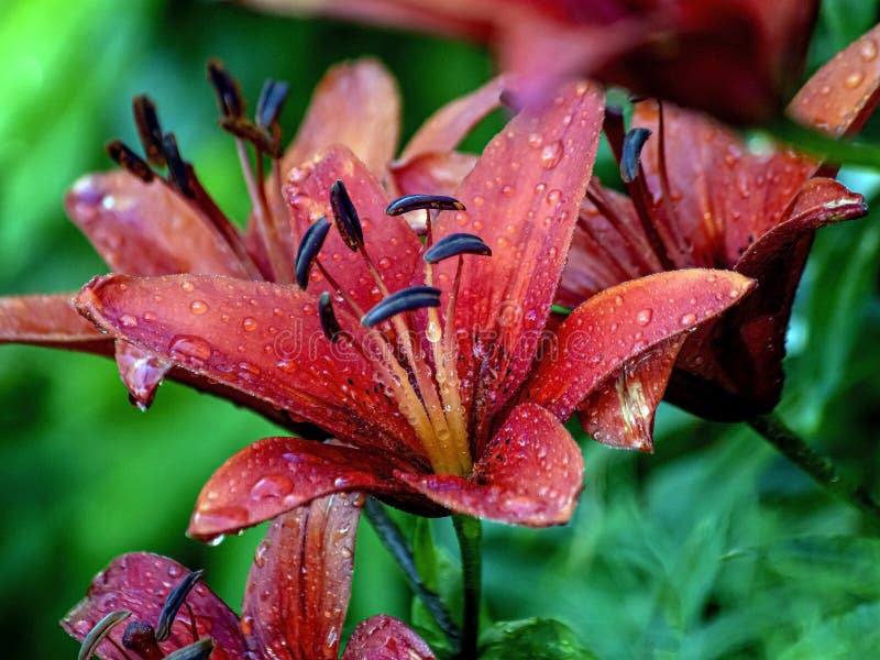 Fresh Bright Red Lilies in the Garden with Dew Drops on the Petals ...