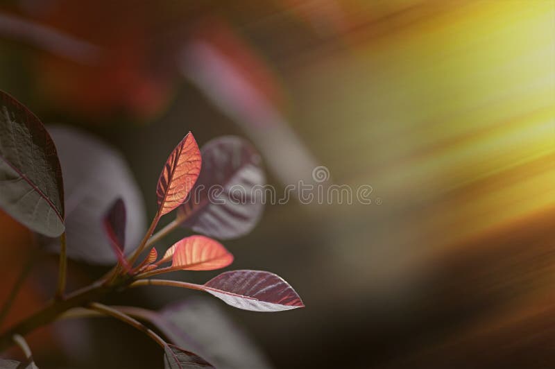 Fresh and Bright Tree Leaves, Red Tree Leaves in Spring are Backlit ...