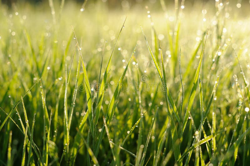 Green Weed Background Stock Photos - Download 56,887 Royalty Free Photos