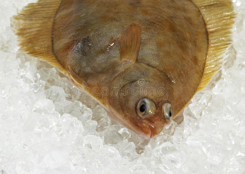 Brill, Scophthalmus Rhombus, Fresh Fish Against White Background Stock ...