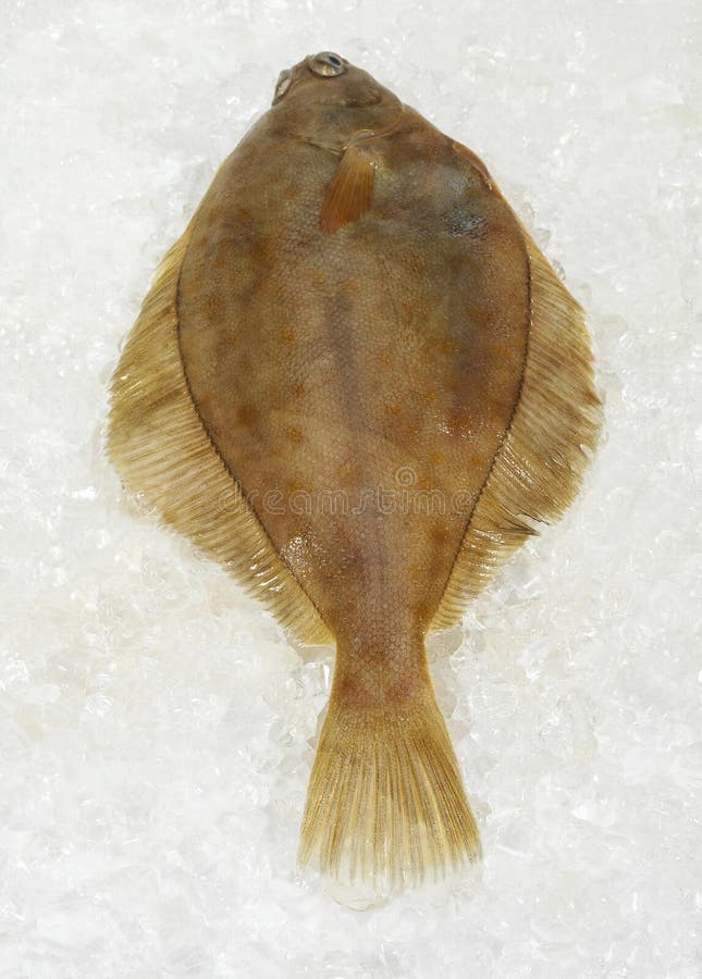Brill, Scophthalmus Rhombus, Fresh Fish Against White Background Stock ...