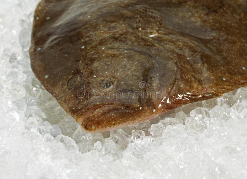 Brill, Scophthalmus Rhombus, Fresh Fish on Ice Stock Photo - Image of ...