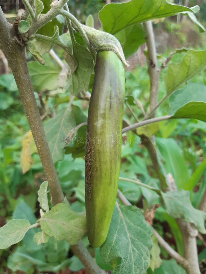 Bringle Plant Stock Photos - Free & Royalty-Free Stock Photos from ...