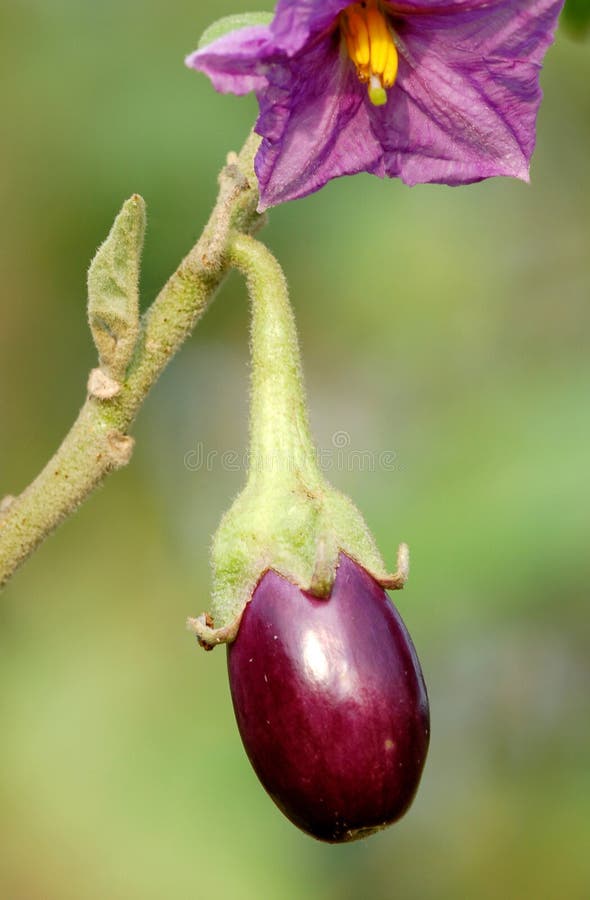 Fresh brinjal stock image. Image of vegetable, green - 16466137