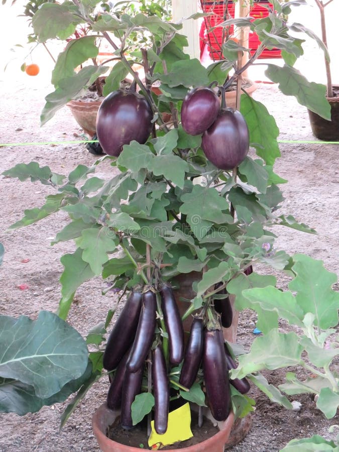 Fresh Brinjal Image, it is Close Caption. Stock Photo - Image of ...