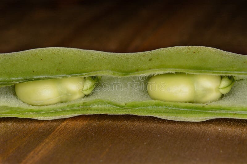 Fresh Broad Beans stock photo. Image of isolated, closeup - 69153844