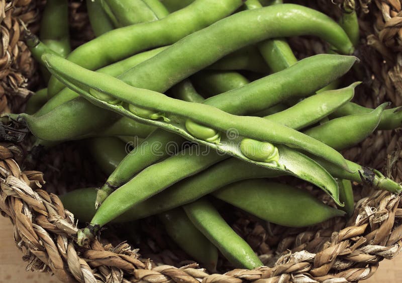 Fresh Broad Beans, Vicia Faba Against White Background Stock Photo ...