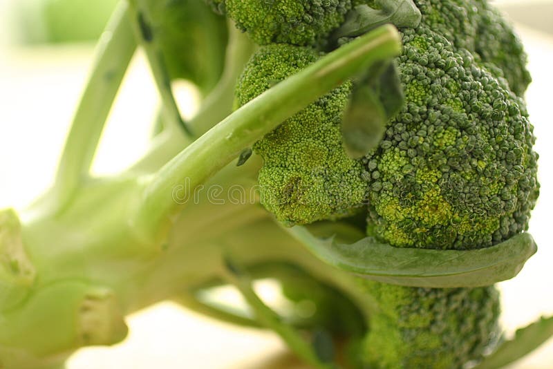Fresh broccoli stock photo. Image of tasty, leaves, horizontal - 7575482