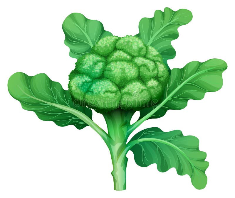 Broccoli with Leaves and Roots Stock Vector - Illustration of roots ...