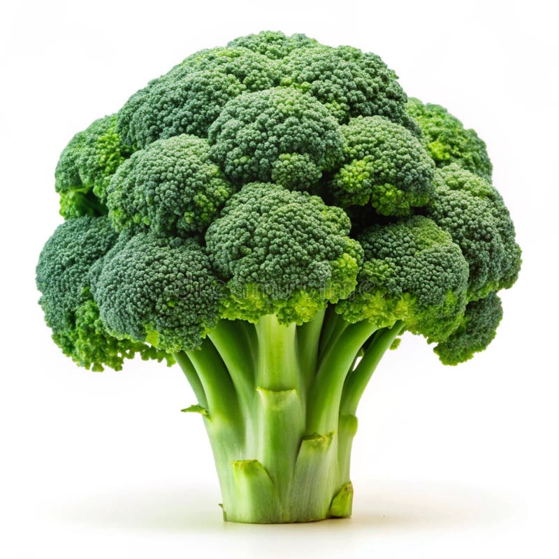 Fresh Broccoli Head Isolated on Clean Surface Stock Illustration ...