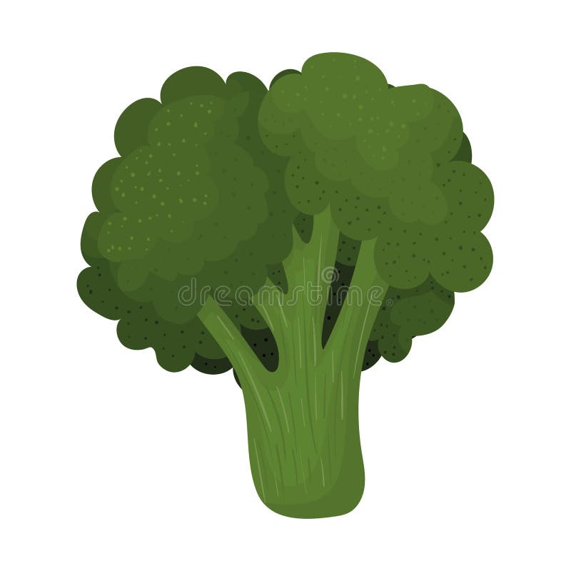 Fresh broccoli icon stock vector. Illustration of eating - 213587567