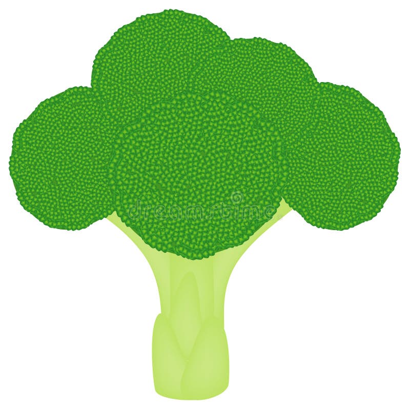 Fresh Broccoli Isolated on a White Background Side View. Stock Vector ...