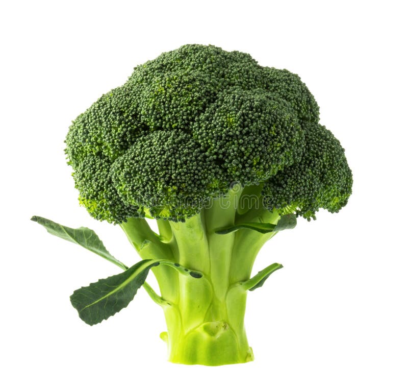 Fresh Broccoli Isolated on White without Shadow Stock Image - Image of ...