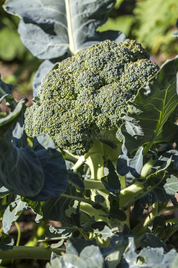 Fresh Broccoli Plant in the Garden Stock Photo - Image of macro, green ...