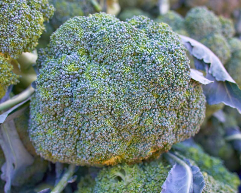 Fresh broccoli for sale stock image. Image of isolated - 27092899