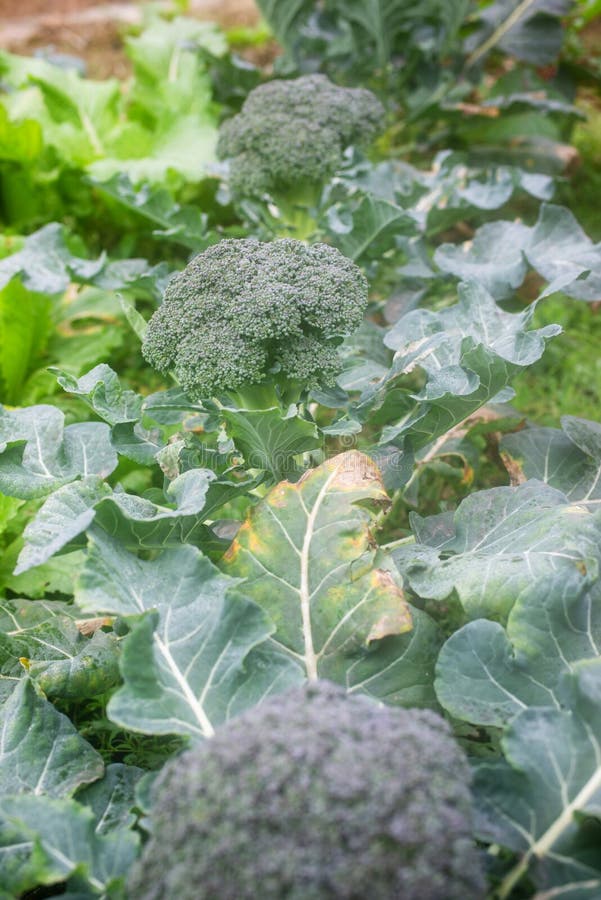Fresh Broccoli in the Summer Vegetable Patch Stock Photo - Image of ...