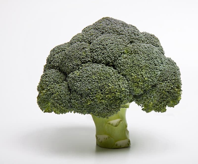 Fresh broccoli tree stock photo. Image of cook, isolated - 23400296