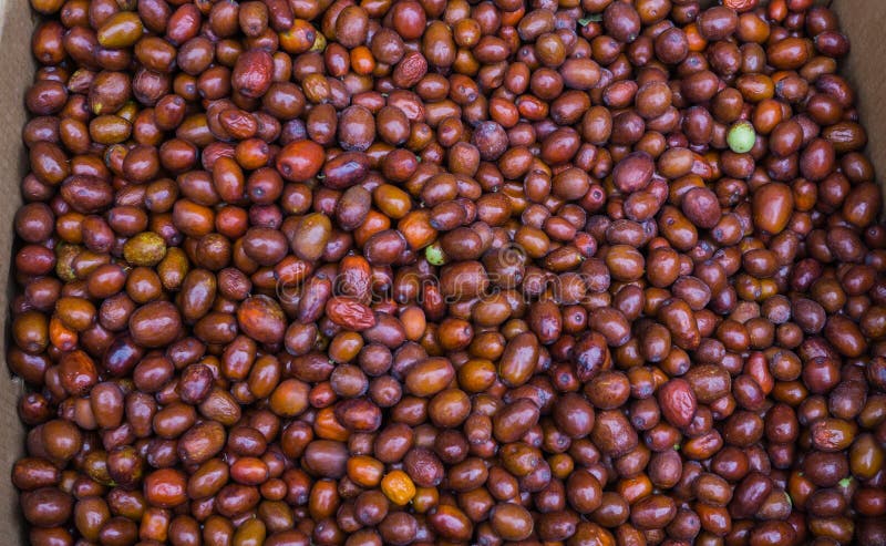 Fresh, Brown Dates Collected from Palm Trees in Montenegro. Stock Image ...