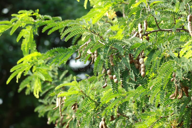 Fresh Brown Sour Tamarind on Organic Fruit Tree in Select Focus Garden ...