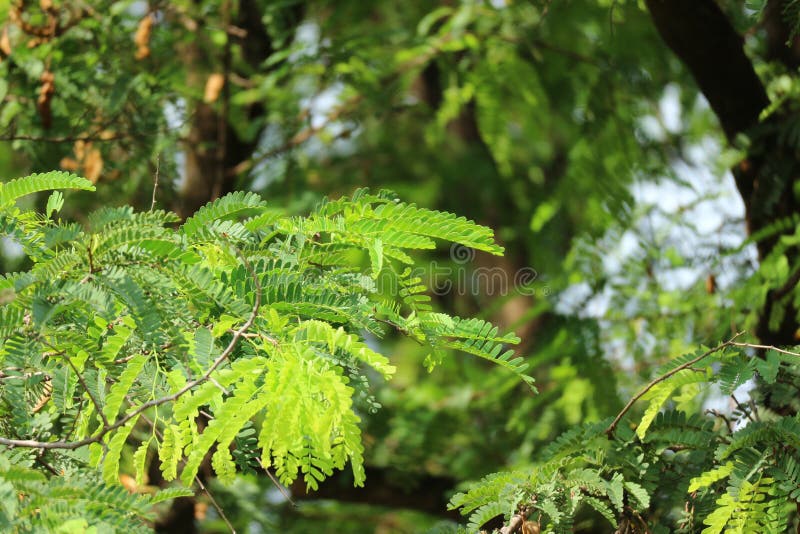 Fresh Brown Sour Tamarind on Organic Fruit Tree in Select Focus Garden ...
