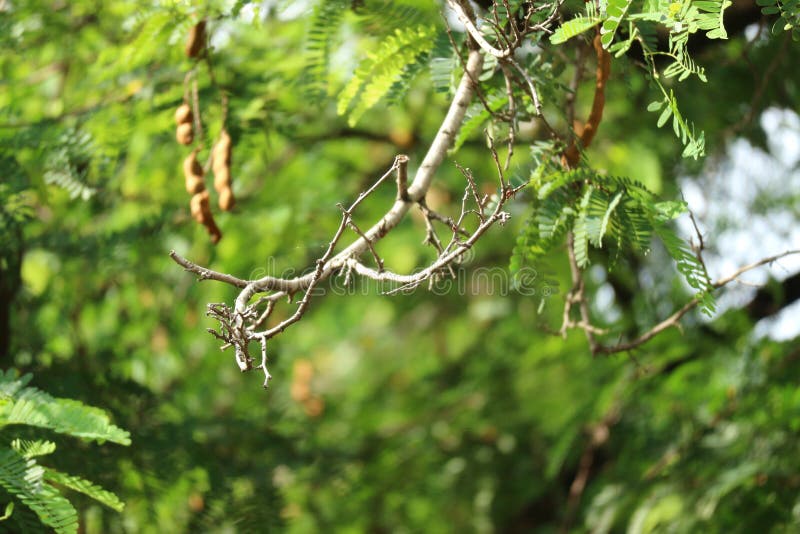 Fresh Brown Sour Tamarind on Organic Fruit Tree in Select Focus Garden ...
