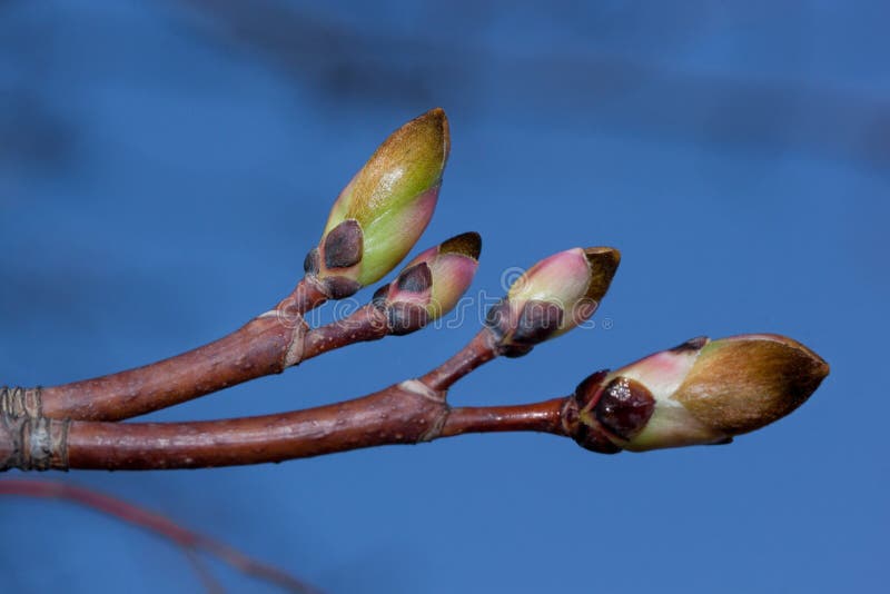 Fresh Buds of Blossoming Canadian Maple. Acer Nigrum or Black Maple ... Fresh Buds of Blossoming Canadian Maple. Acer Nigrum or Black Maple ...