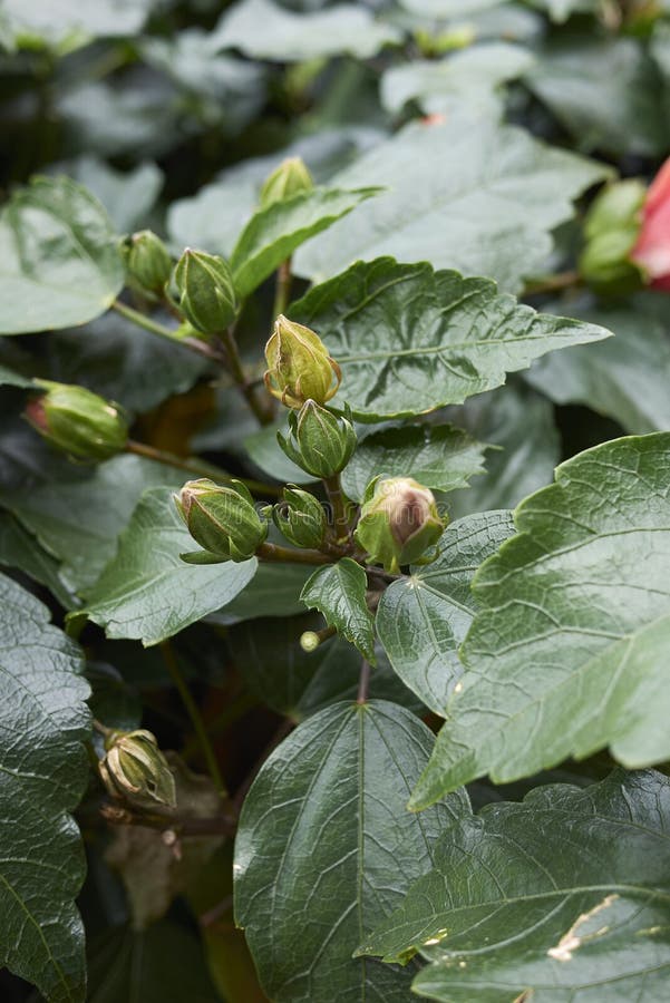 Hibiscus Rosa-sinensis Close Up Stock Photo - Image of colorful, bright ...