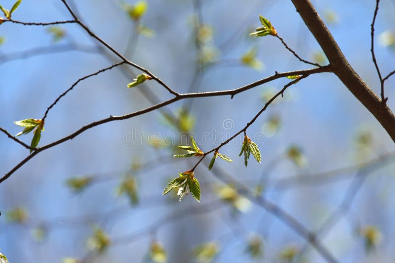 Buds emerging in spring stock photo. Image of buds, growth - 245679762