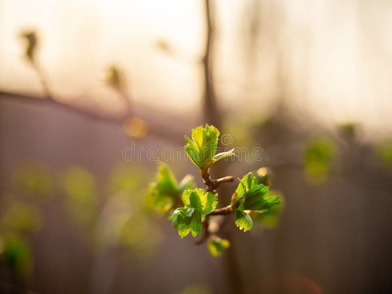 Fresh buds on a tree stock image. Image of bush, selective - 178058205