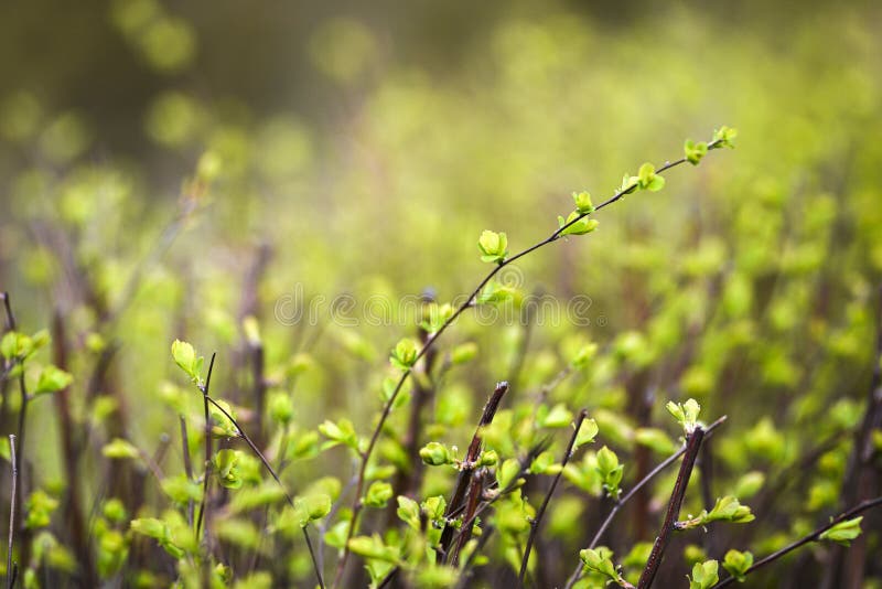 Fresh Buds of the Tree Blooming in Spring Stock Image - Image of grove ...