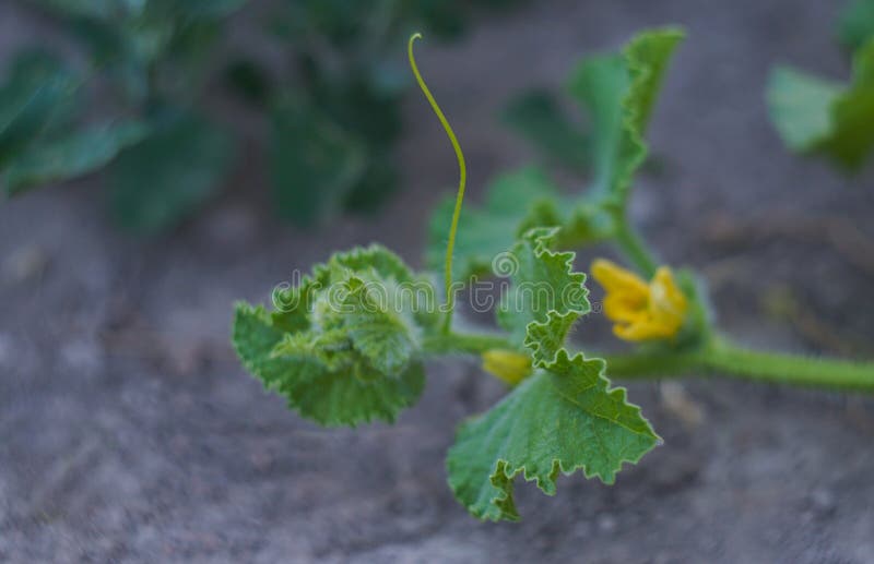 Fresh Buds of a Watermelon Branch Stock Photo - Image of branch, flora ...