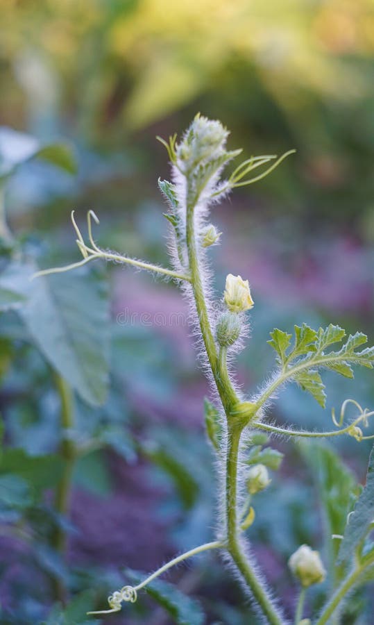 Fresh Buds of a Watermelon Branch Stock Image - Image of melon ...