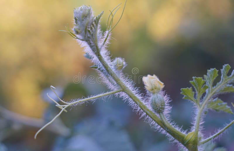 Fresh Buds of a Watermelon Branch Stock Photo - Image of hanging, melon ...