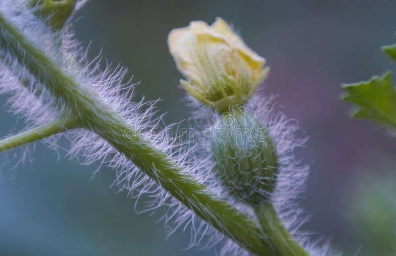 Fresh Buds of a Watermelon Branch Stock Image - Image of young, plant ...
