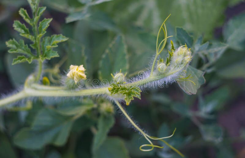 Fresh Buds of a Watermelon Branch Stock Image - Image of watermelon ...