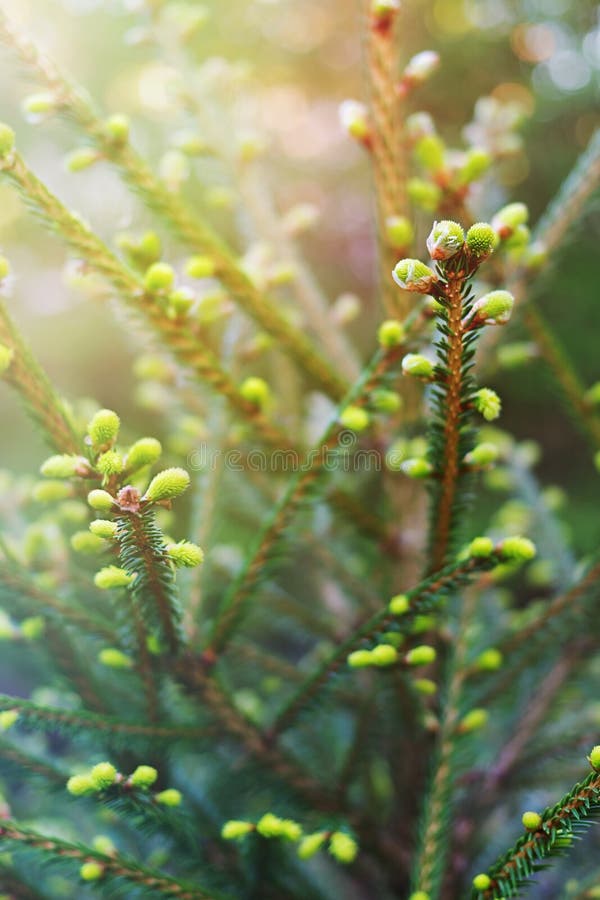 Fresh Buds on Young Fir Tree Stock Photo - Image of branch, sunlight ...