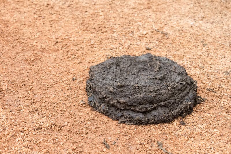 Fresh buffalo dung stock image. Image of animal, buffalo - 89539175